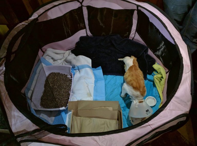 Three Legged Cat Amputation Surgery and Adoption Guide - Team Tripod